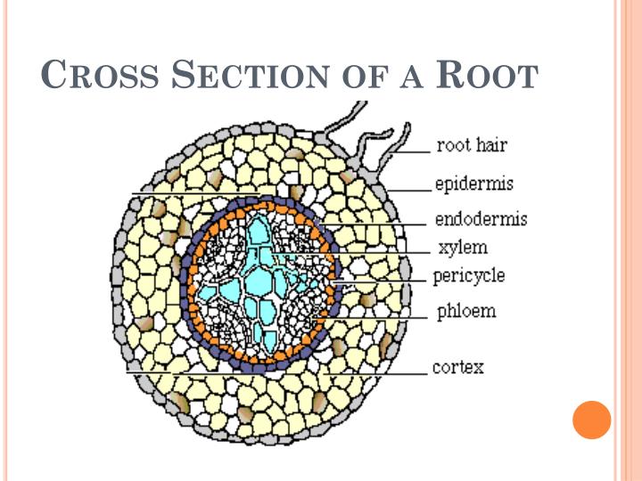 PPT - Plants: Roots, Stems, Leaves, seeds and Flowers PowerPoint ...
