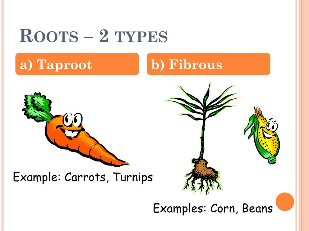 PPT - Plants: Roots, Stems, Leaves, seeds and Flowers PowerPoint ...