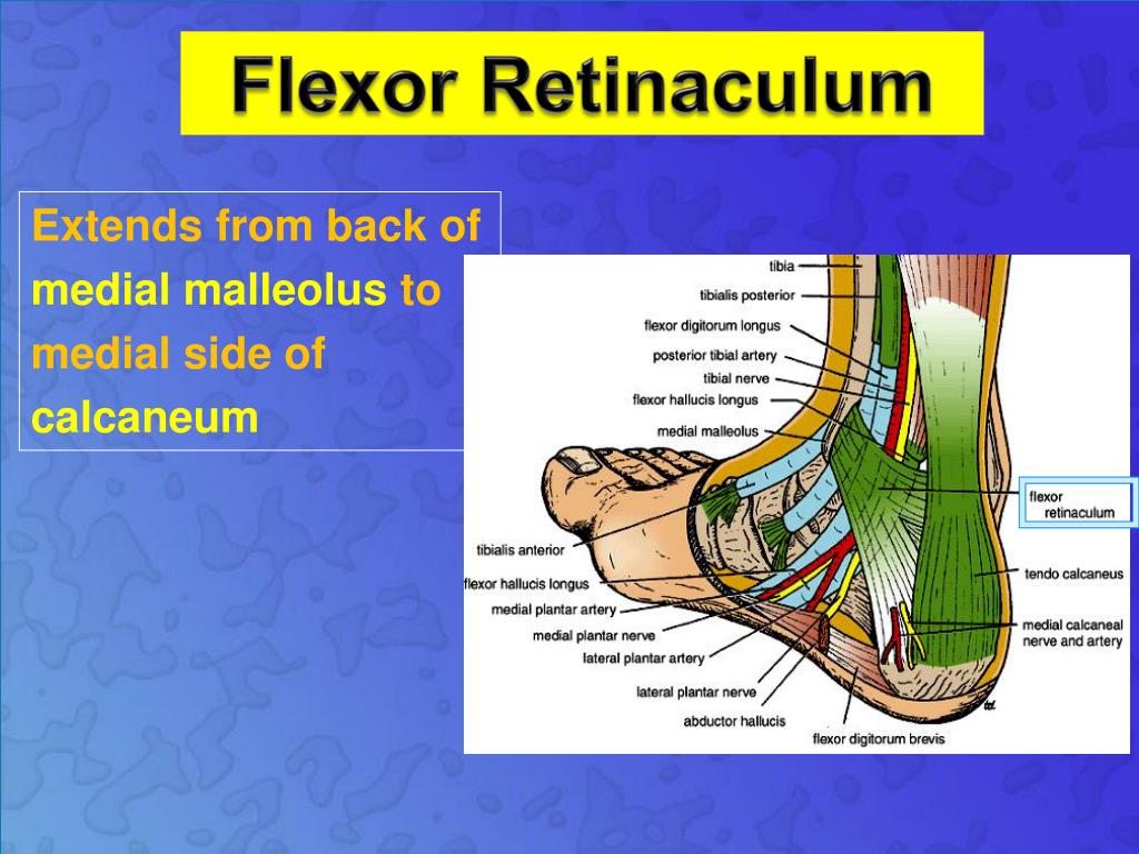 PPT - Popliteal fossa , Posterior compartment of leg & Sole of foot ...