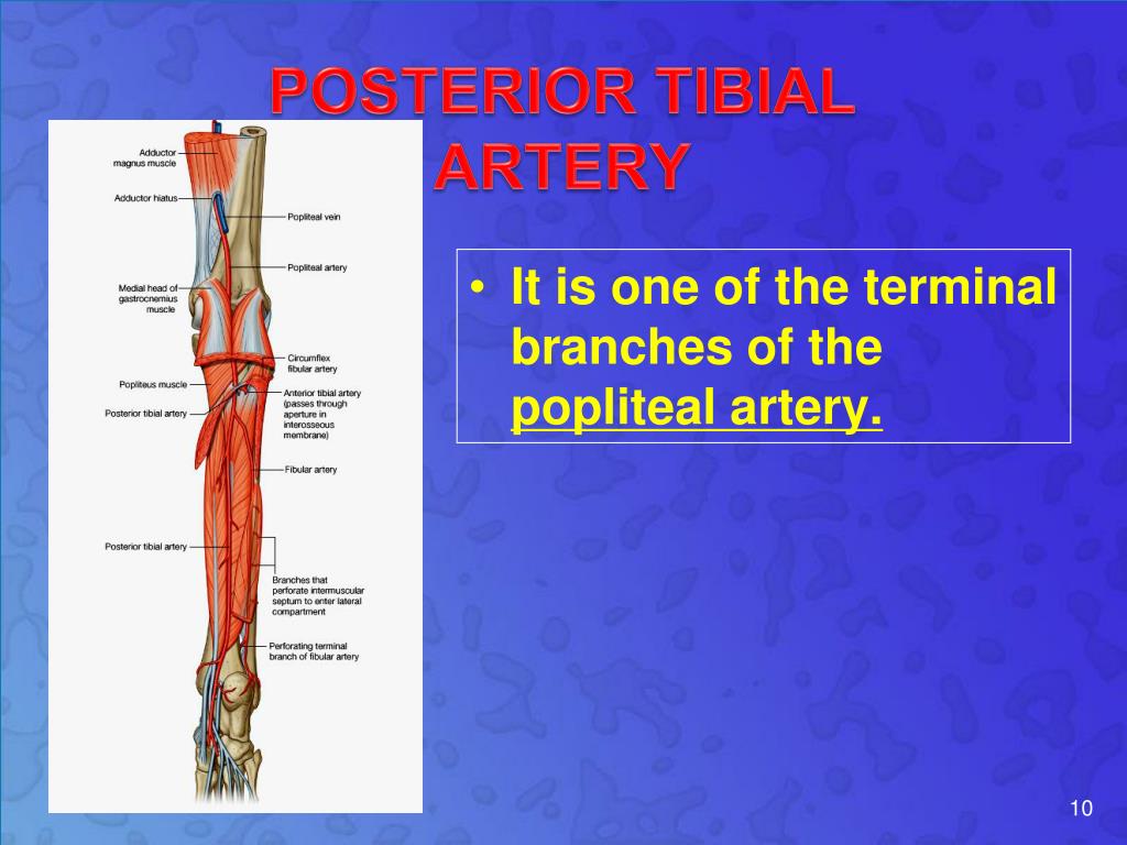 PPT - Popliteal fossa , Posterior compartment of leg & Sole of foot ...