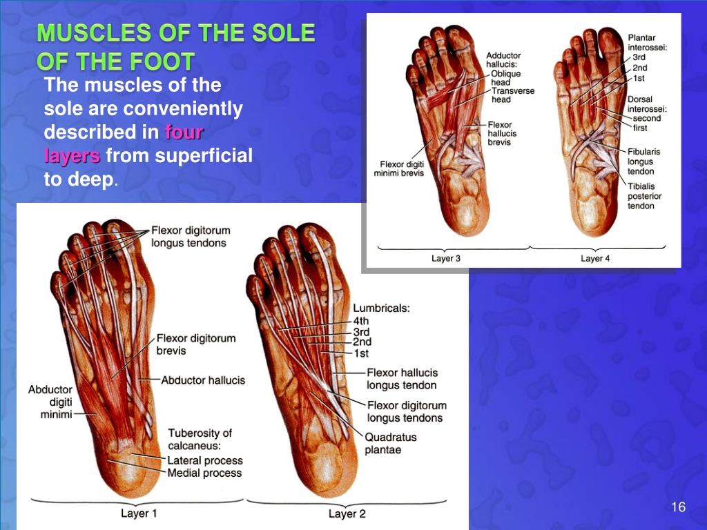 PPT - Popliteal fossa , Posterior compartment of leg & Sole of foot ...