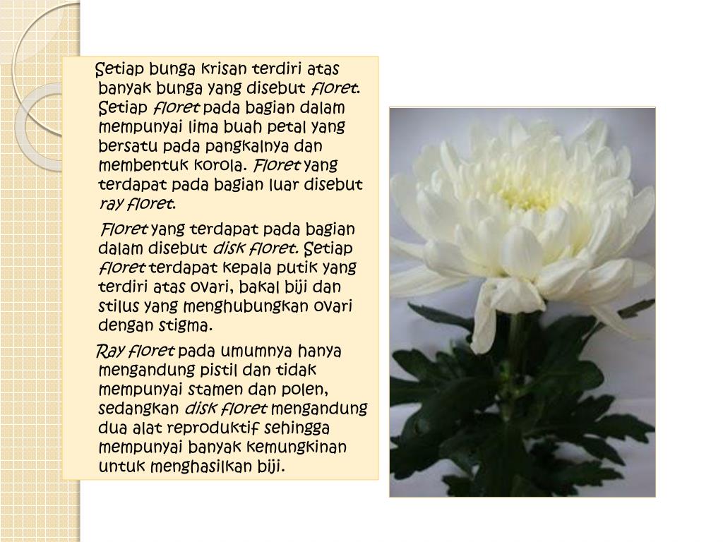 PPT - Review Metode Pemuliaan Tanaman pada Bunga Krisan PowerPoint ...