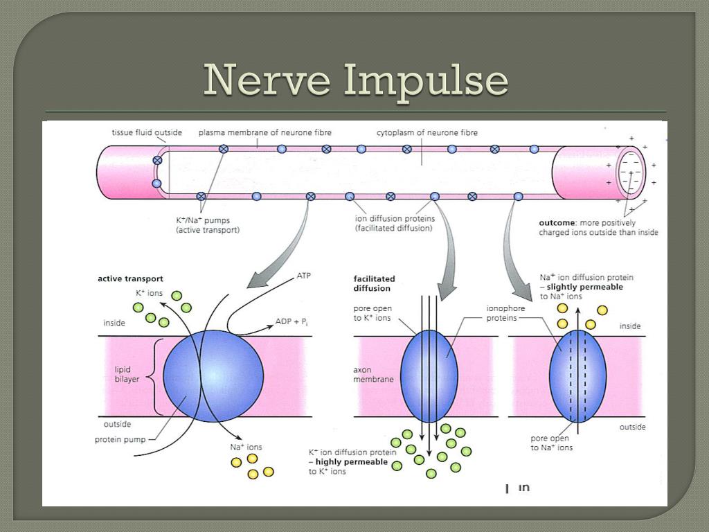 PPT - Human Physiology Nerves, Homeostasis and Hormones PowerPoint ...