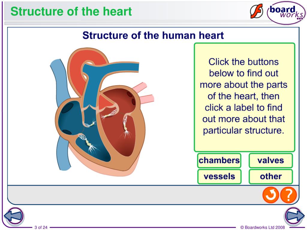 Ppt The Human Heart Powerpoint Presentation Free Download Id 2804049