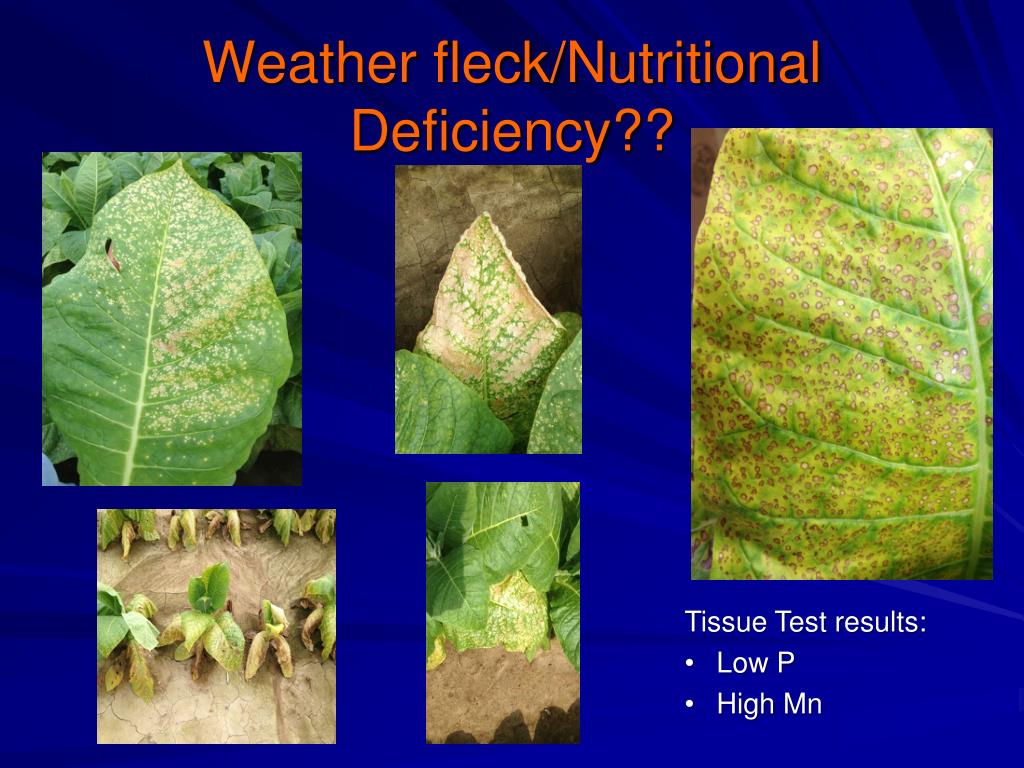 PPT - Burley Tobacco/Tobacco GAP Update PowerPoint Presentation, free ...
