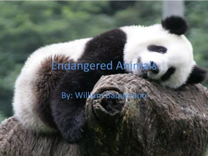 PPT - Endangered Animals PowerPoint Presentation, free download - ID ...