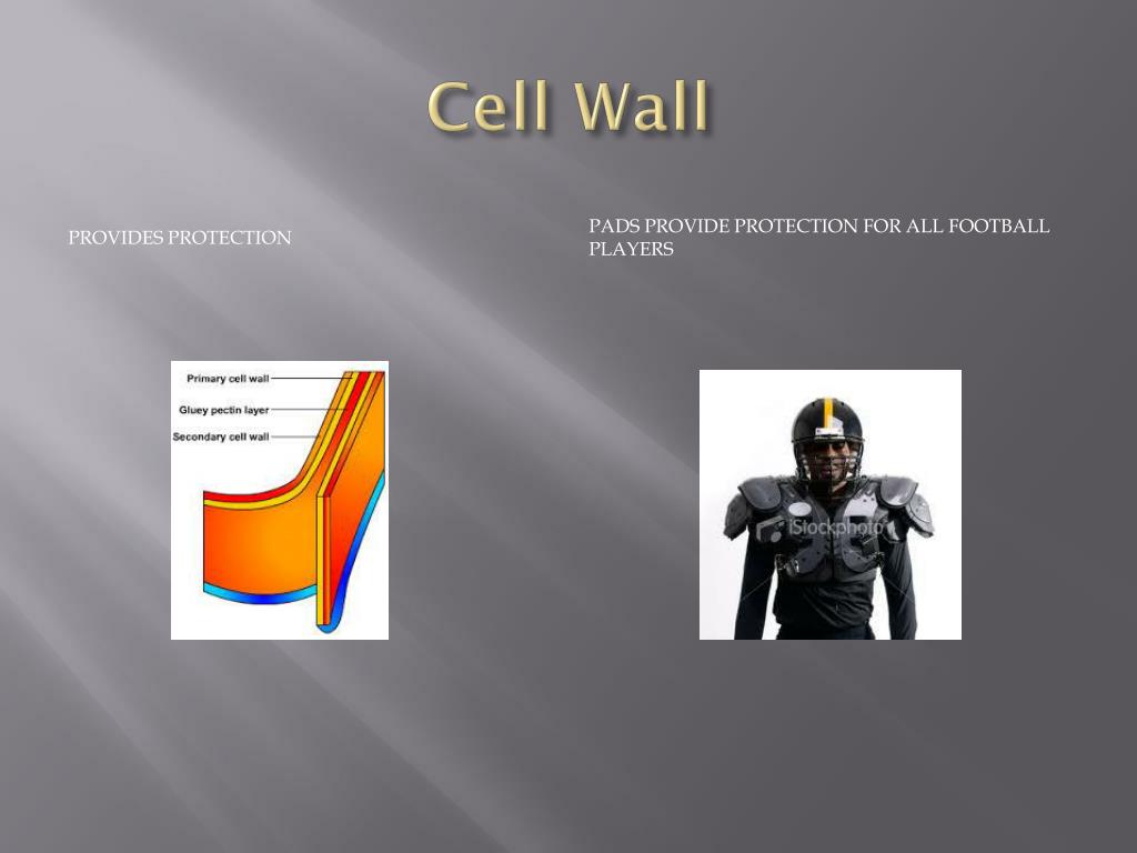 PPT - Cell Organelle: Analogy To A Football Team PowerPoint ...