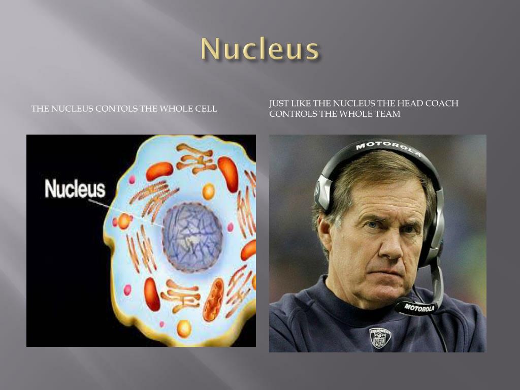 PPT - Cell Organelle: Analogy To A Football Team PowerPoint ...