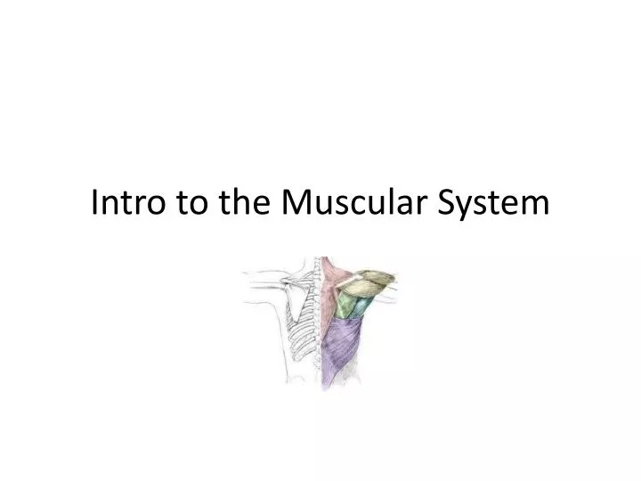 PPT - Intro to the Muscular System PowerPoint Presentation, free ...