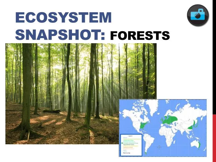 PPT - Ecosystem Snapshot: Forests PowerPoint Presentation, free ...