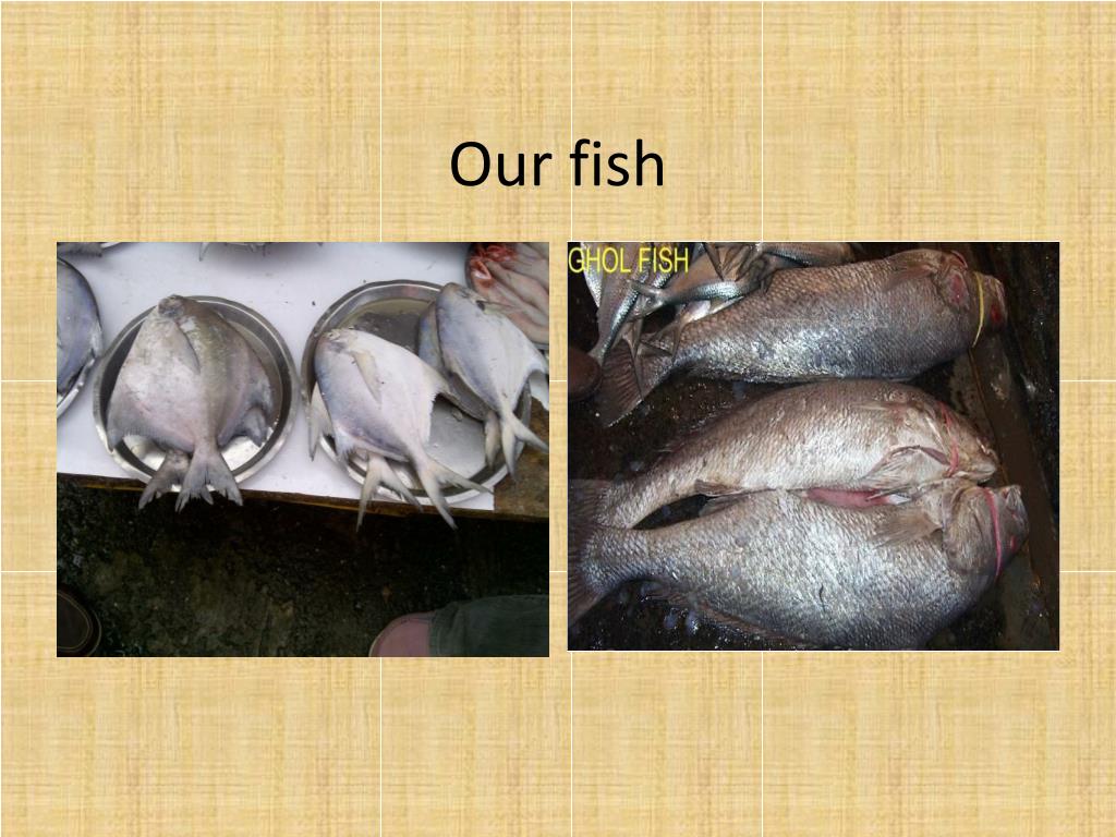 PPT - Fourteen Marine Services PowerPoint Presentation, free download ...