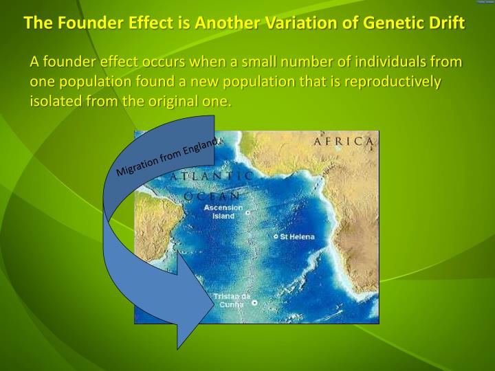 PPT - Genetic Drift, Bottleneck Effect and Founder Effect PowerPoint ...