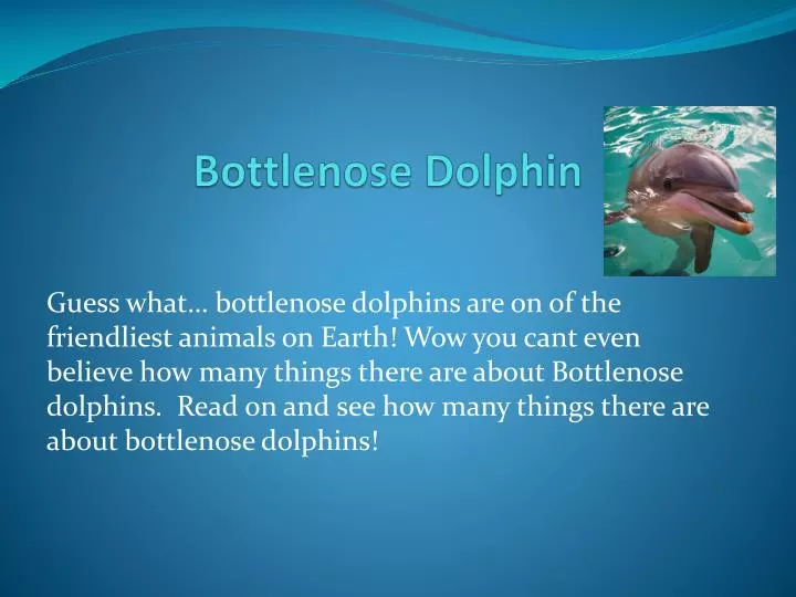 PPT - Bottlenose Dolphin PowerPoint Presentation, free download - ID ...