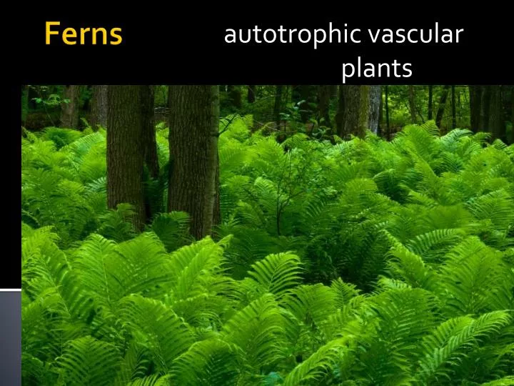 PPT - Ferns PowerPoint Presentation, free download - ID:2809320