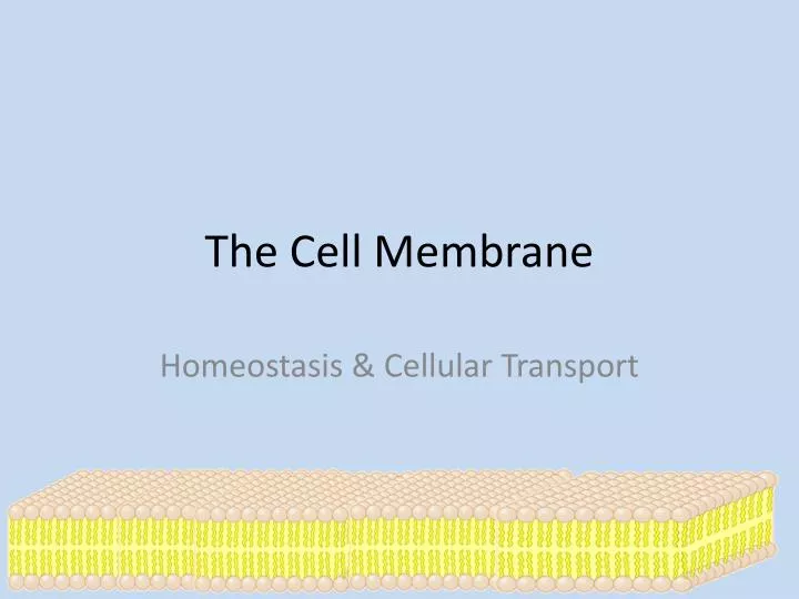 PPT - The Cell Membrane PowerPoint Presentation, free download - ID:2809801