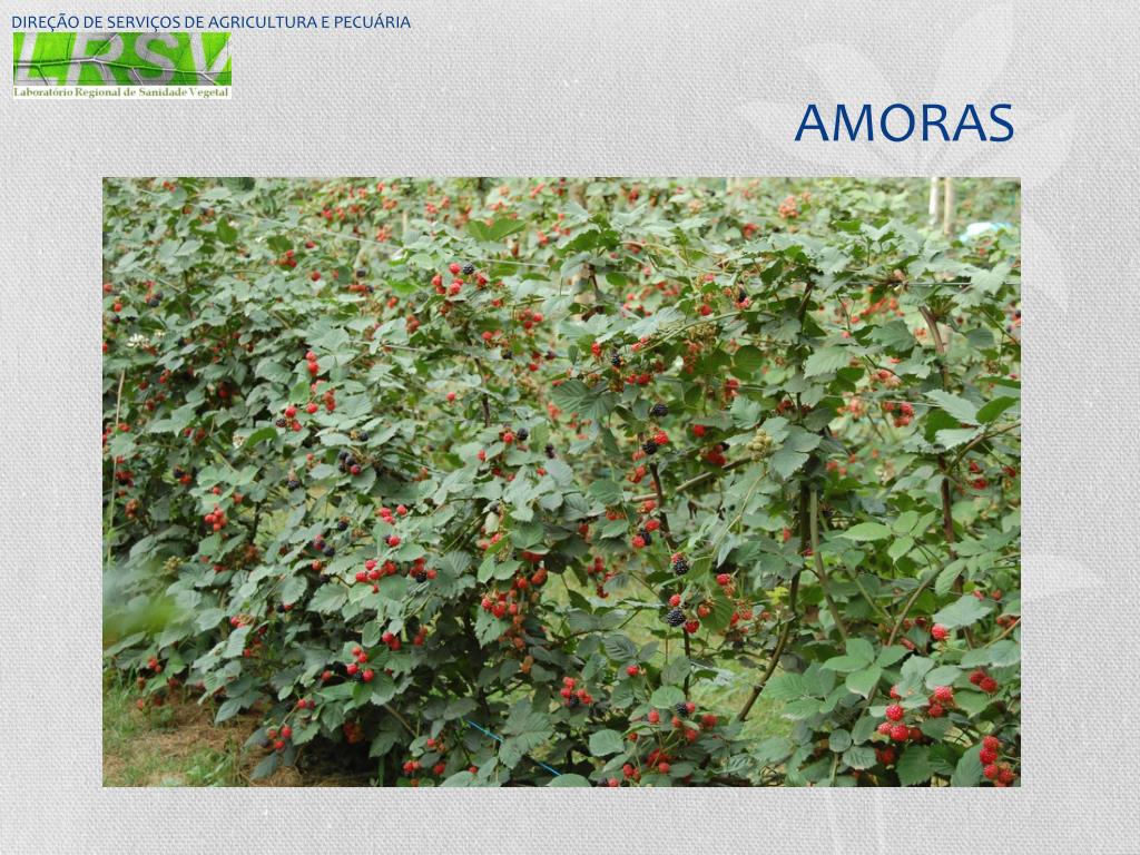 PPT - CAMPOS DE OBSERVAÇÃO DE PRODUÇÃO DE PEQUENOS FRUTOS PowerPoint ...