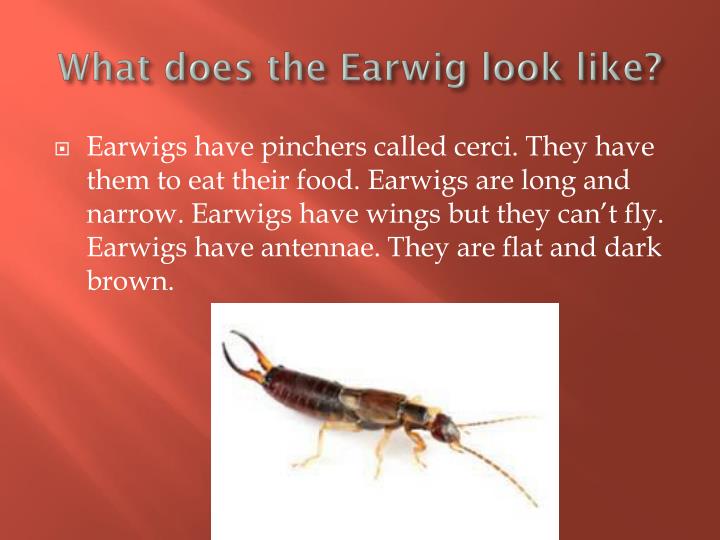 PPT - Earwig PowerPoint Presentation - ID:2810390