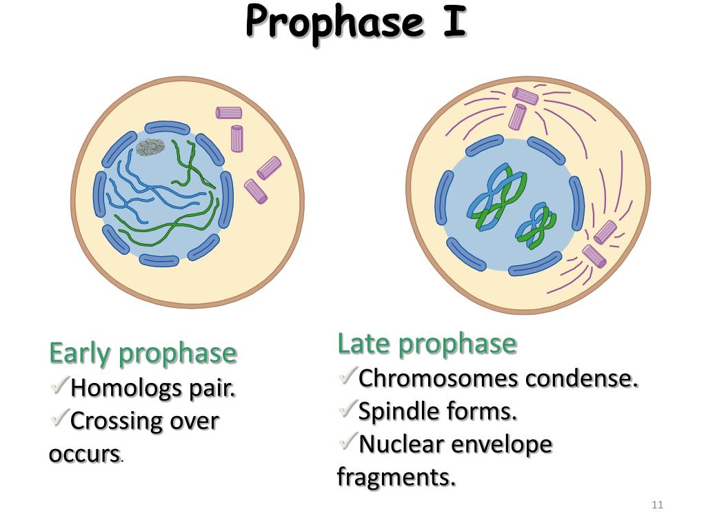 PPT - Meiosis Formation of Gametes (Eggs & Sperm) PowerPoint ...