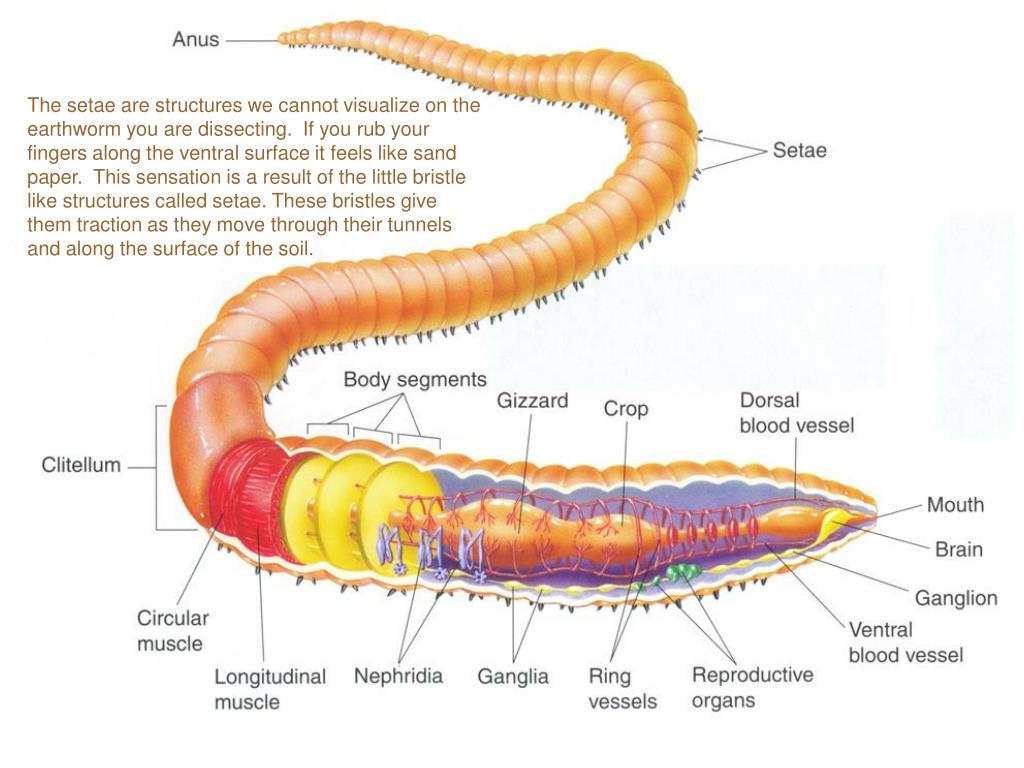 Earthworm Dissection Diagram Labeled Earthworm Dissection Diagram Labeled