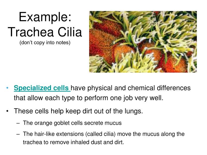PPT - Specialized Cells PowerPoint Presentation - ID:2811256