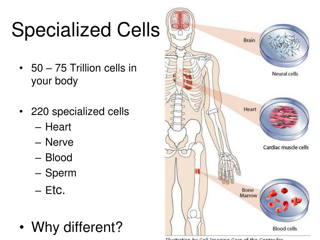 Ppt Specialized Cells Powerpoint Presentation Free To Hot Sex Picture