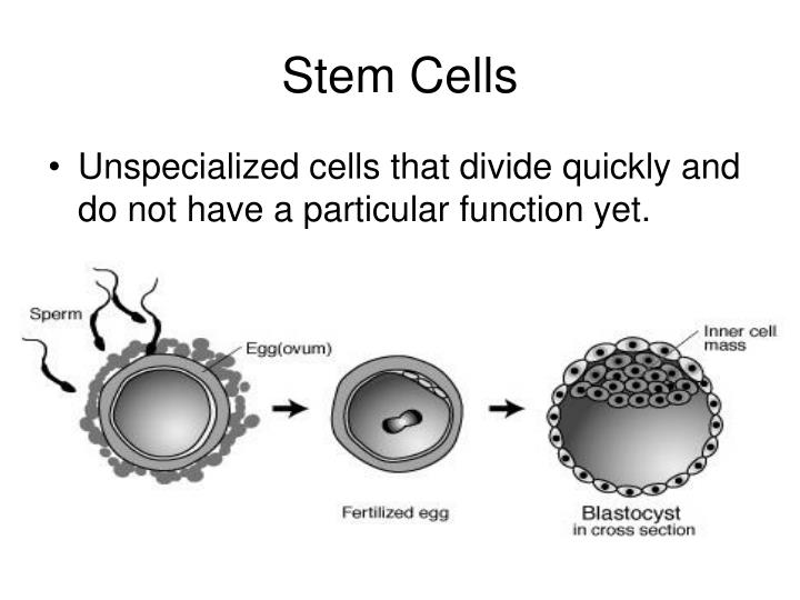 PPT - Specialized Cells PowerPoint Presentation - ID:2811256