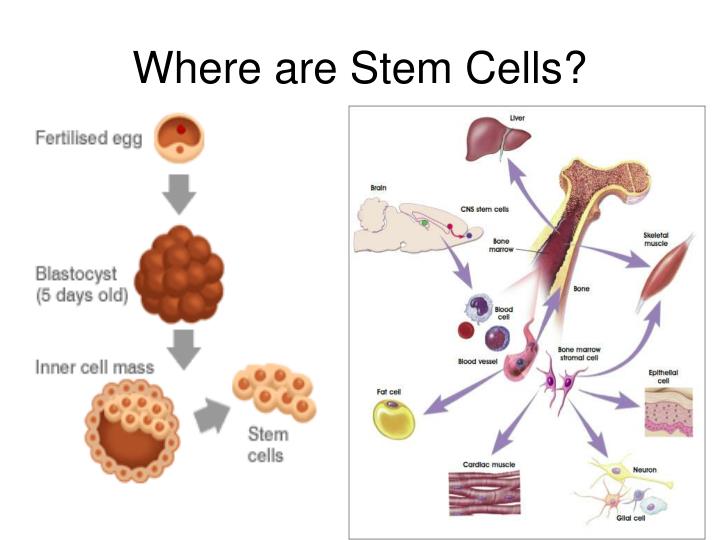 PPT - Specialized Cells PowerPoint Presentation - ID:2811256