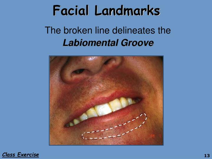 PPT - Anatomy & Physiology of the Head & Neck PowerPoint Presentation ...