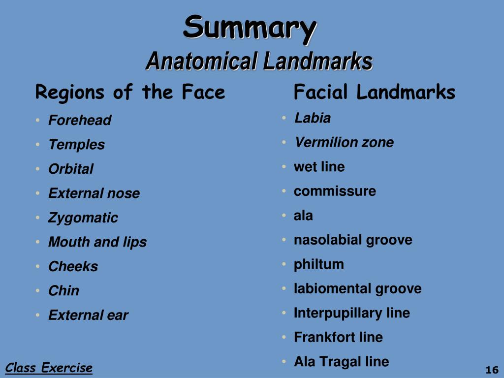 PPT - Anatomy & Physiology of the Head & Neck PowerPoint Presentation ...