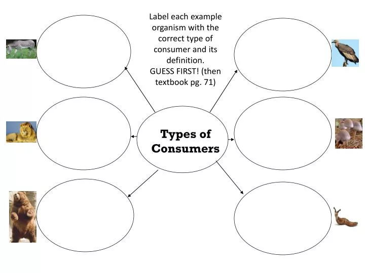 PPT - Types of Consumers PowerPoint Presentation, free download - ID ...