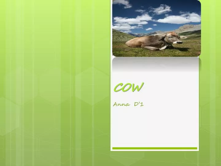 PPT - COW PowerPoint Presentation, free download - ID:2812888