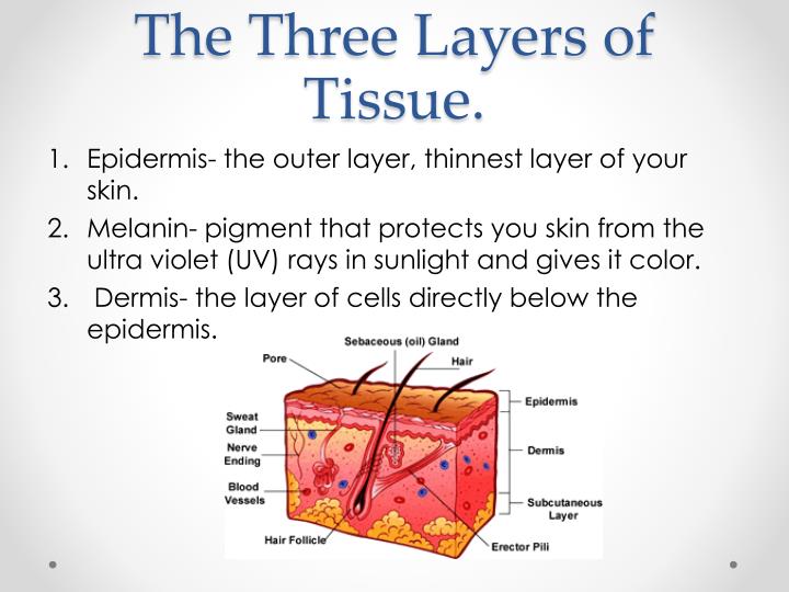 PPT - The Integumentary System PowerPoint Presentation - ID:2813203