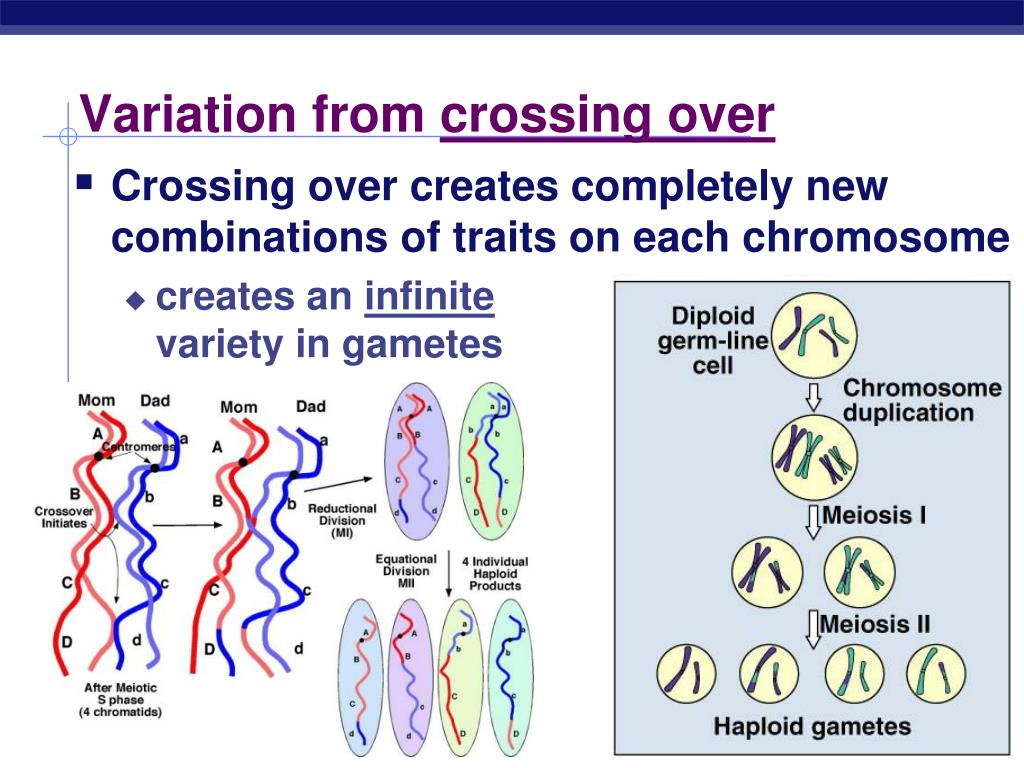 PPT - Meiosis & Sexual Reproduction PowerPoint Presentation, free ...