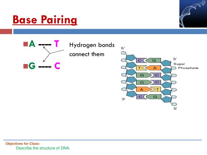 PPT - Intro to Genetics: DNA Structure & Function PowerPoint ...