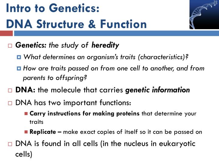 PPT - Intro to Genetics: DNA Structure & Function PowerPoint ...