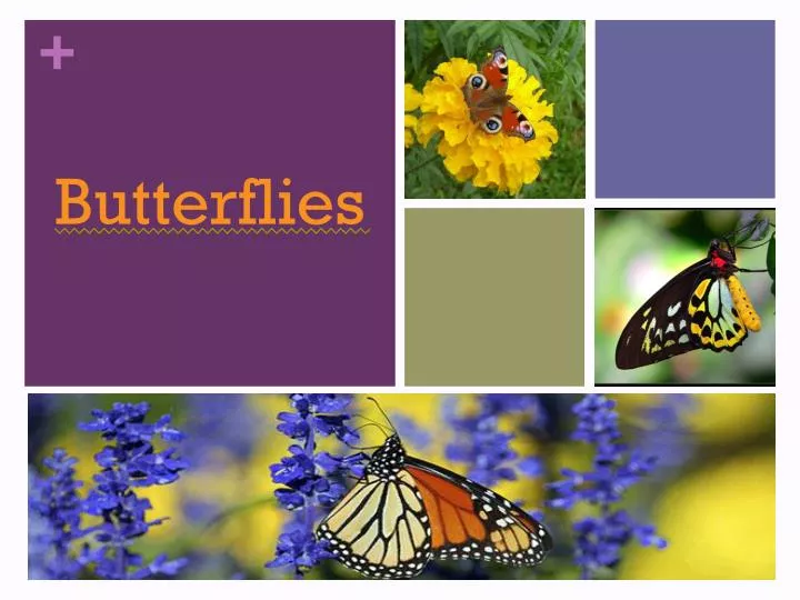 PPT - Butterflies PowerPoint Presentation, free download - ID:2815458