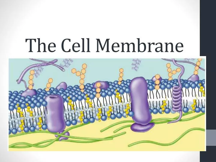 PPT - The Cell Membrane PowerPoint Presentation, free download - ID:2815635