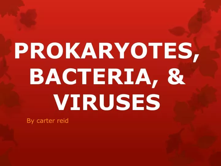 PPT - PROKARYOTES, BACTERIA, & VIRUSES PowerPoint Presentation, free ...