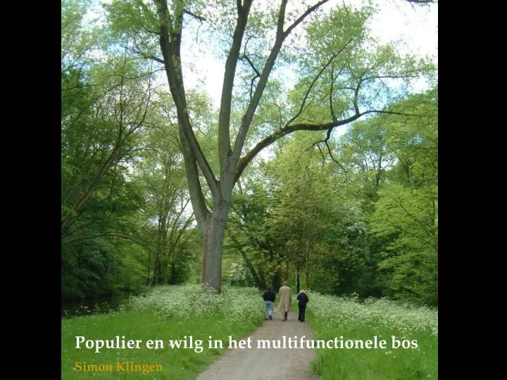 PPT - Populier en wilg in het multifunctionele bos Simon Klingen ...