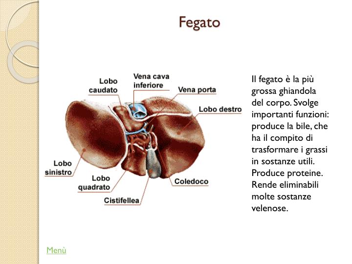 PPT - L’apparato digerente PowerPoint Presentation - ID:2817938