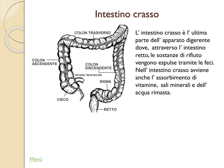 PPT - L’apparato digerente PowerPoint Presentation - ID:2817938