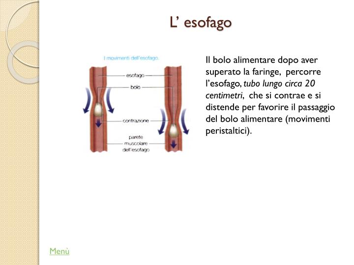 PPT - L’apparato digerente PowerPoint Presentation - ID:2817938