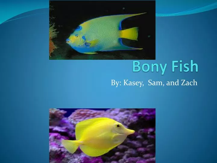 PPT - Bony Fish PowerPoint Presentation, free download - ID:2818007