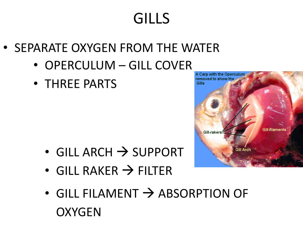 PPT - OSTEICHTHYES BONY FISH PowerPoint Presentation, free download ...