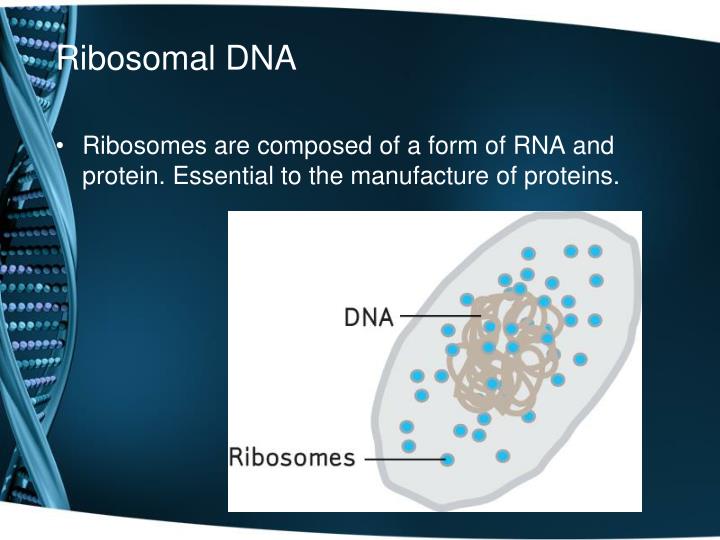 PPT - AP Biology Chapter 6 (Portion of 5) PowerPoint Presentation - ID ...