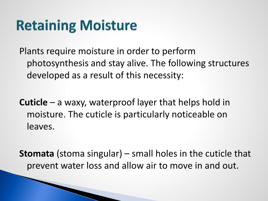 PPT - Origins of Plant Life and Plant Adaptations PowerPoint ...
