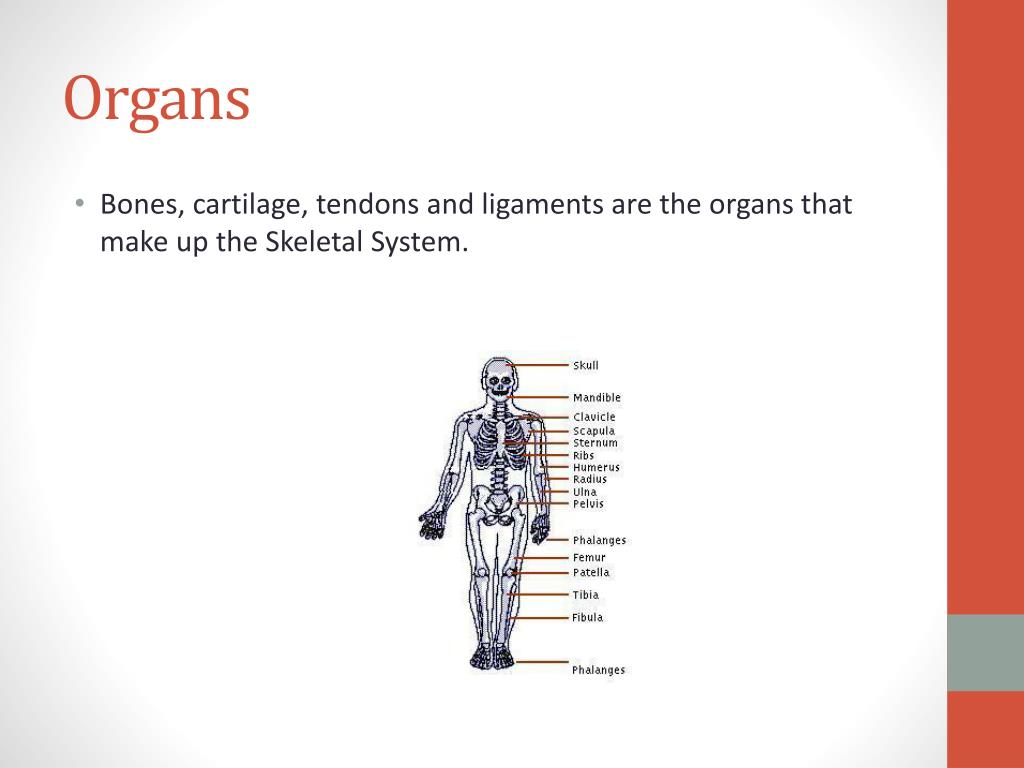 PPT - The Skeletal System PowerPoint Presentation, free download - ID ...