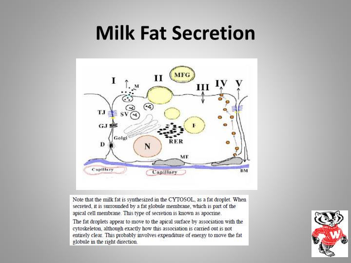 PPT - Milk Fat Synthesis PowerPoint Presentation - ID:2820068