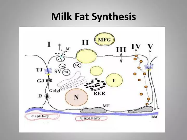 PPT - Milk Fat Synthesis PowerPoint Presentation, free download - ID ...