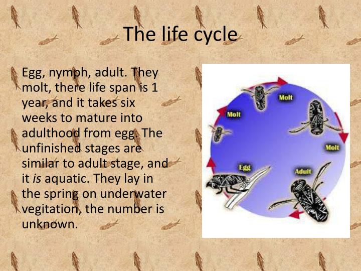 Water Boatman Life Cycle